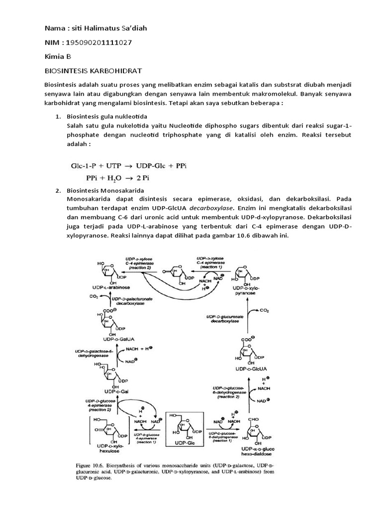 Tugas Biosintesis Dan Biodegradasi - Sitihalimatus | PDF