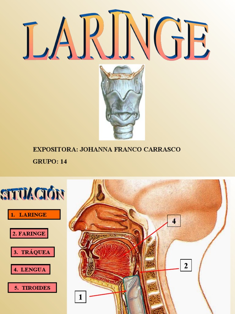 LARINGE - ANATOMIA I