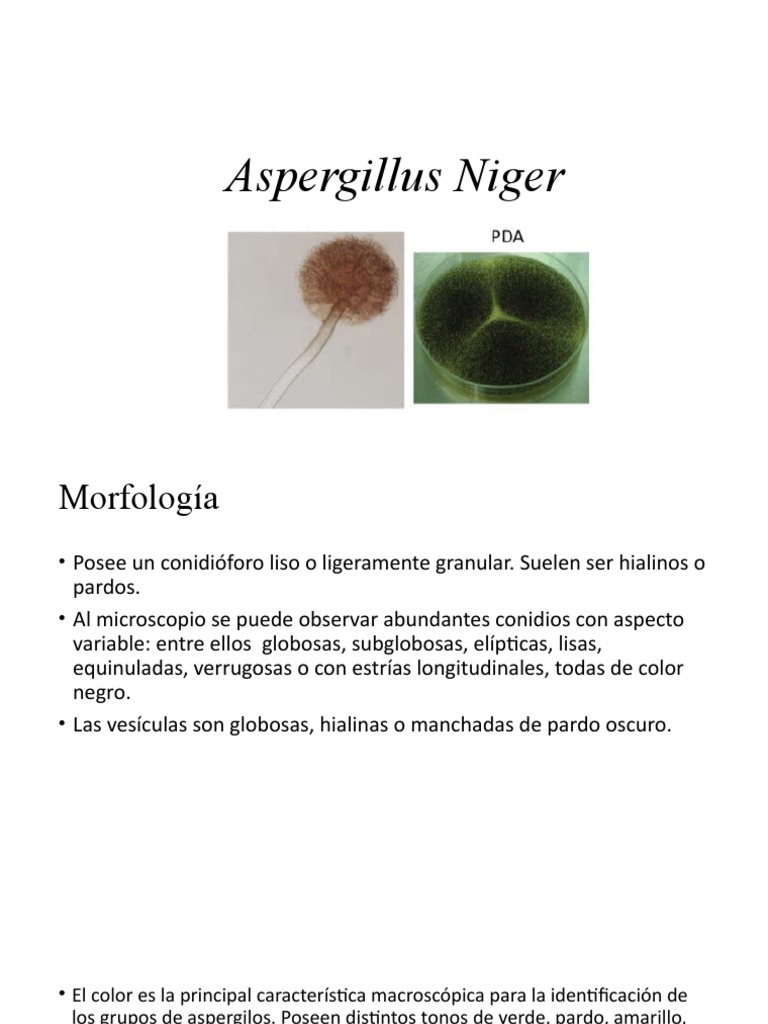 Morfología y características microscópicas del hongo Aspergillus Niger ...