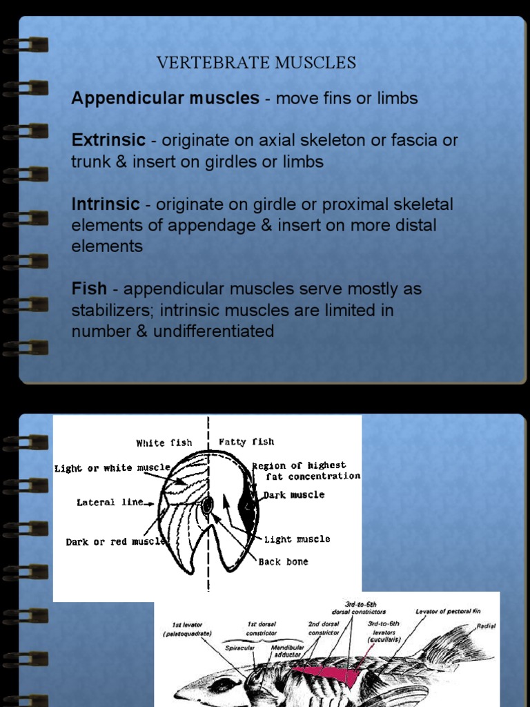 MUSCULAR Comparative Anatomy of Vertebrate Muscles | PDF | Muscle ...