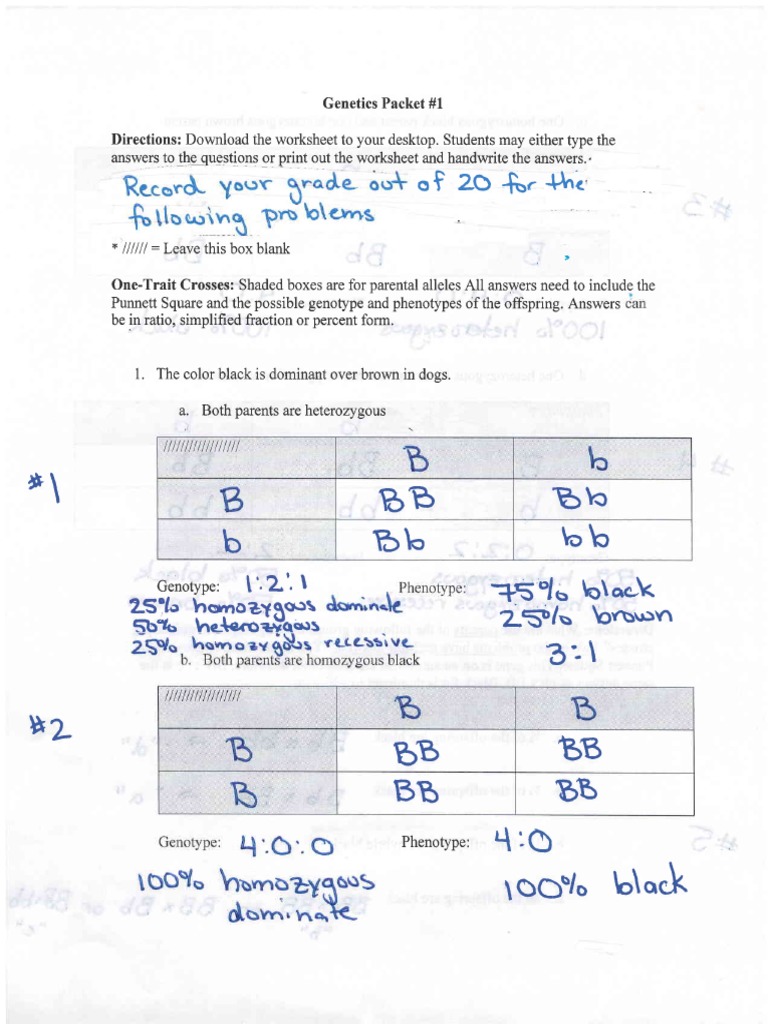 Genetics Answer Key | PDF | Genotype | Zygosity