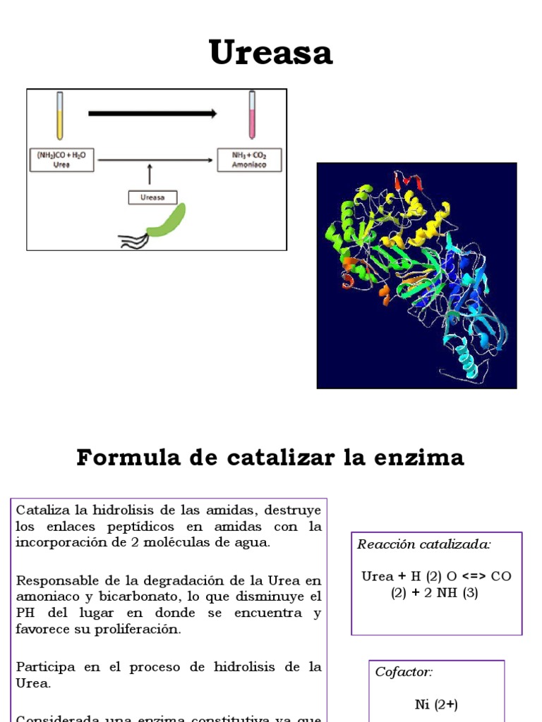 Ureasa | PDF | Ciencia y matemáticas