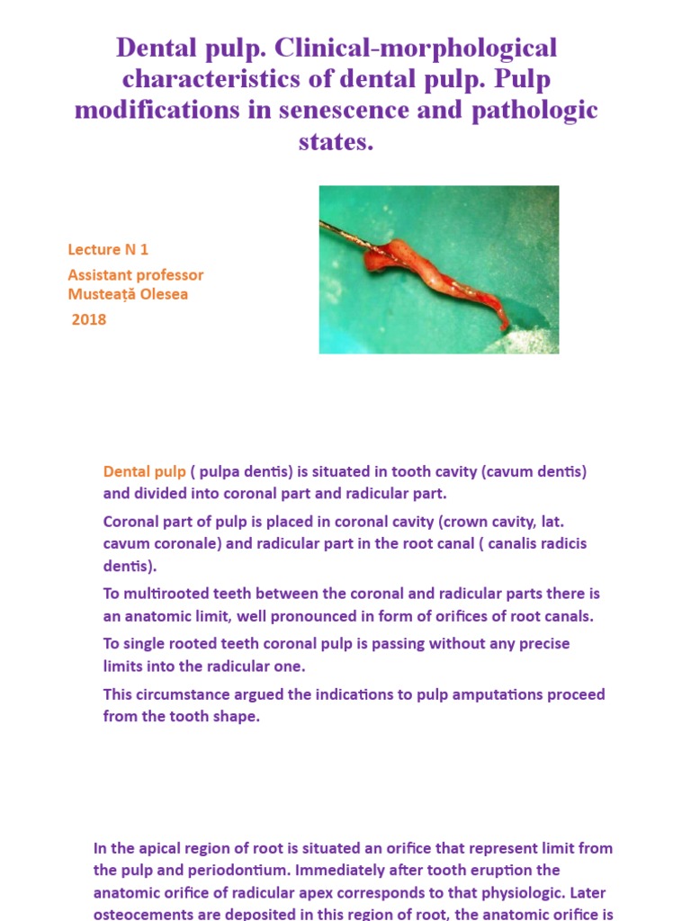 Dental Pulp Structure and Functions | PDF | Dentin | Tooth Enamel