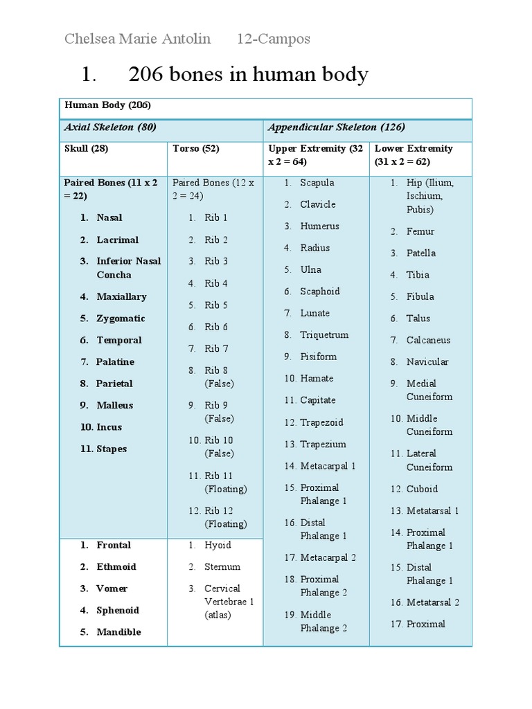 206 Bones in Human Body | PDF | Osteoblast | Bone