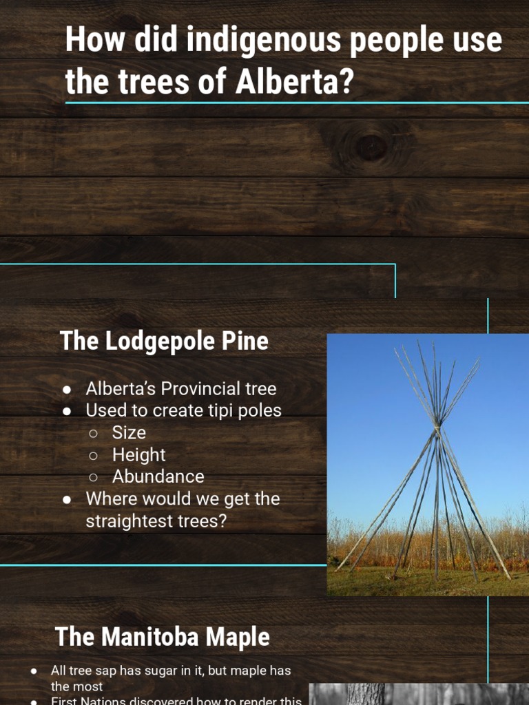 Indigenous Tree Use | PDF