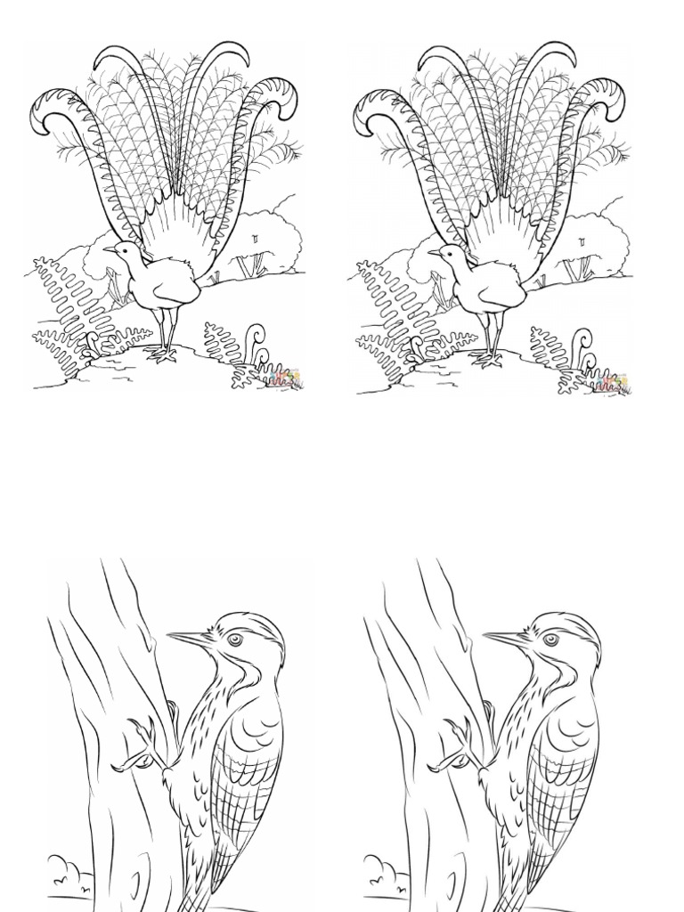 Aves para Colorear Ministerio Infantil | PDF