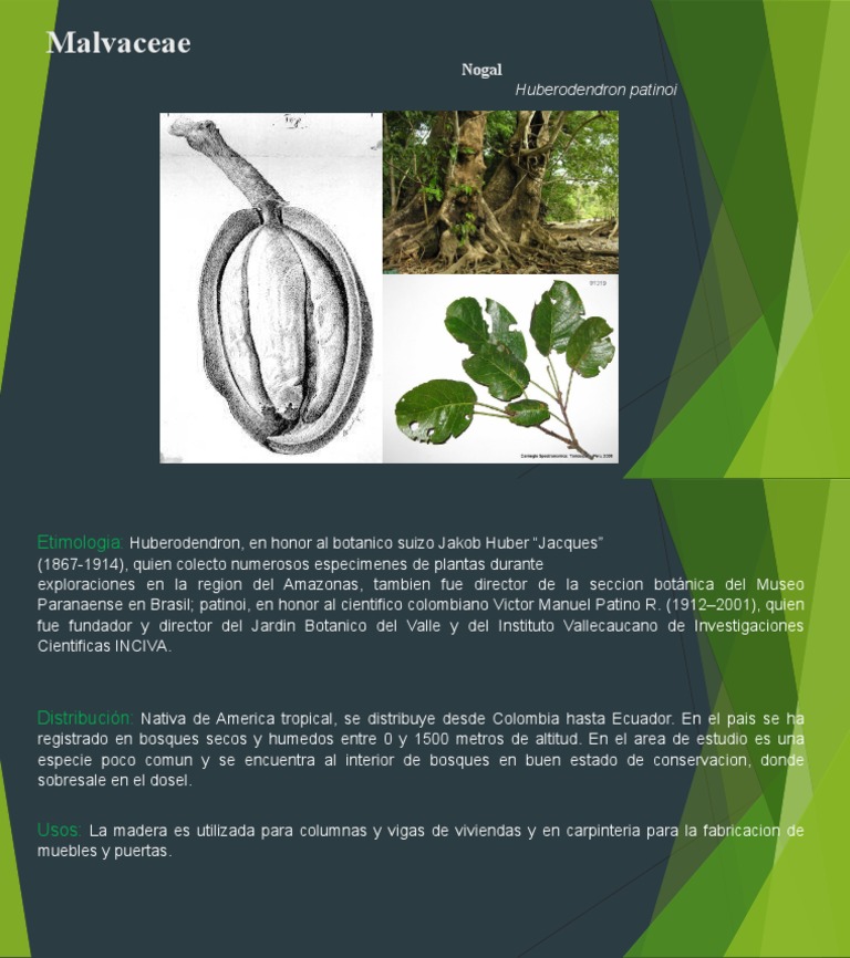 Huberodendron | PDF | Hogar, jardinería y bricolaje | Ciencia y matemáticas