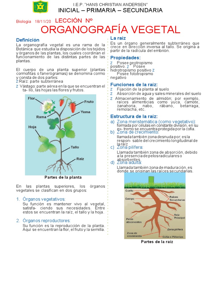 Organografia Vegetal | PDF | Raíz | Tallo de la planta