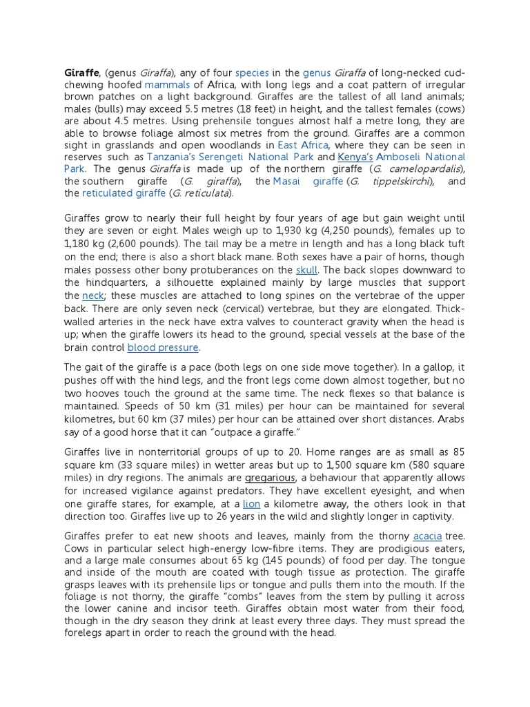 Giraffe | PDF | Giraffe | Calf