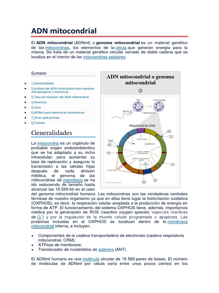 ADN Mitocondrial | PDF | Adn mitocondrial | Rna