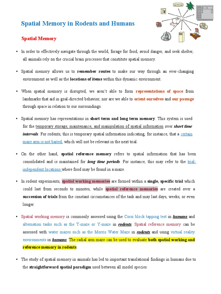 Spatial Memory in Rodents and Humans | PDF | Hippocampus | Prefrontal Cortex