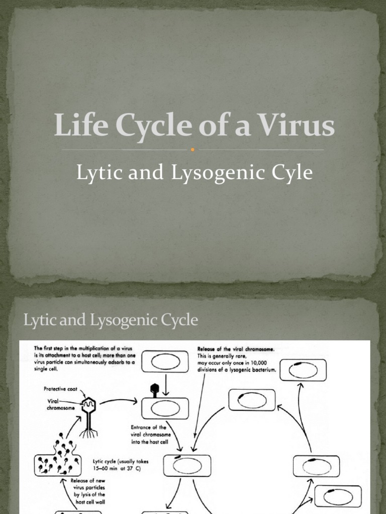 Virus Life Cycle: Lytic and Lysogenic | PDF