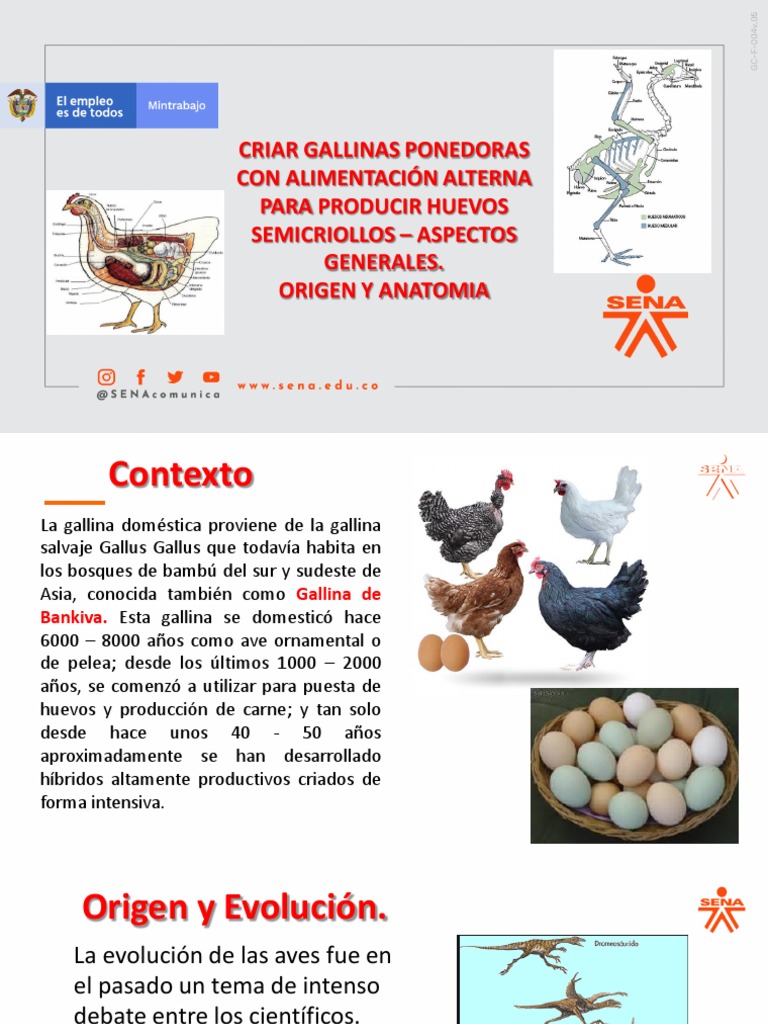 Origen y Anatomia de La Gallina | PDF | Pluma | Aves