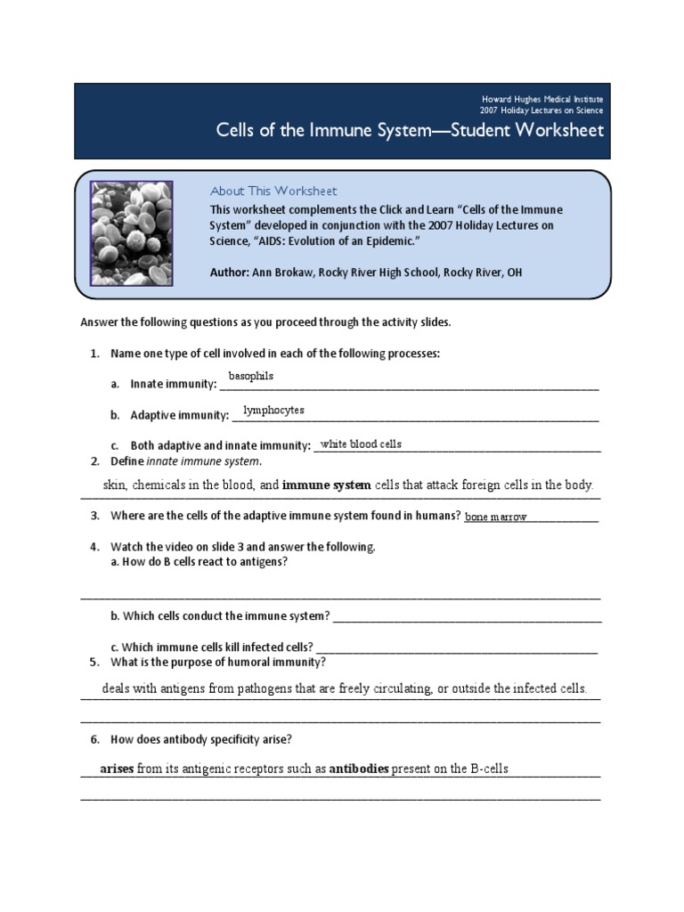 Cells of The Immune System-Student Worksheet | PDF | Immune System | T Cell