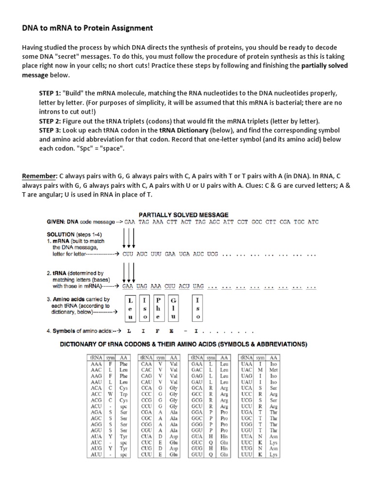 DNA To mRNA To Protein Assignment | PDF | Messenger Rna | Genetic Code