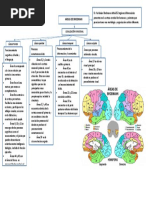 Lobulo de La Insula | PDF | Corteza Insular | Lóbulo temporal