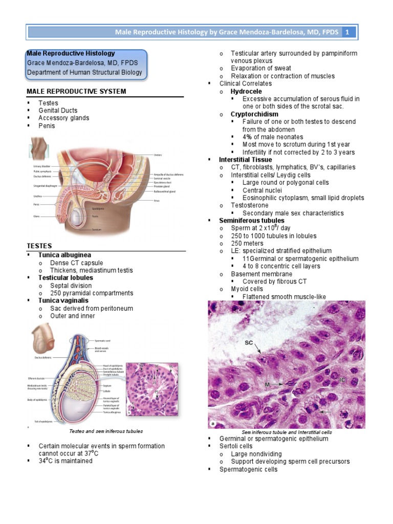 Micro - Male Reproductive System | PDF | Testicle | Epithelium