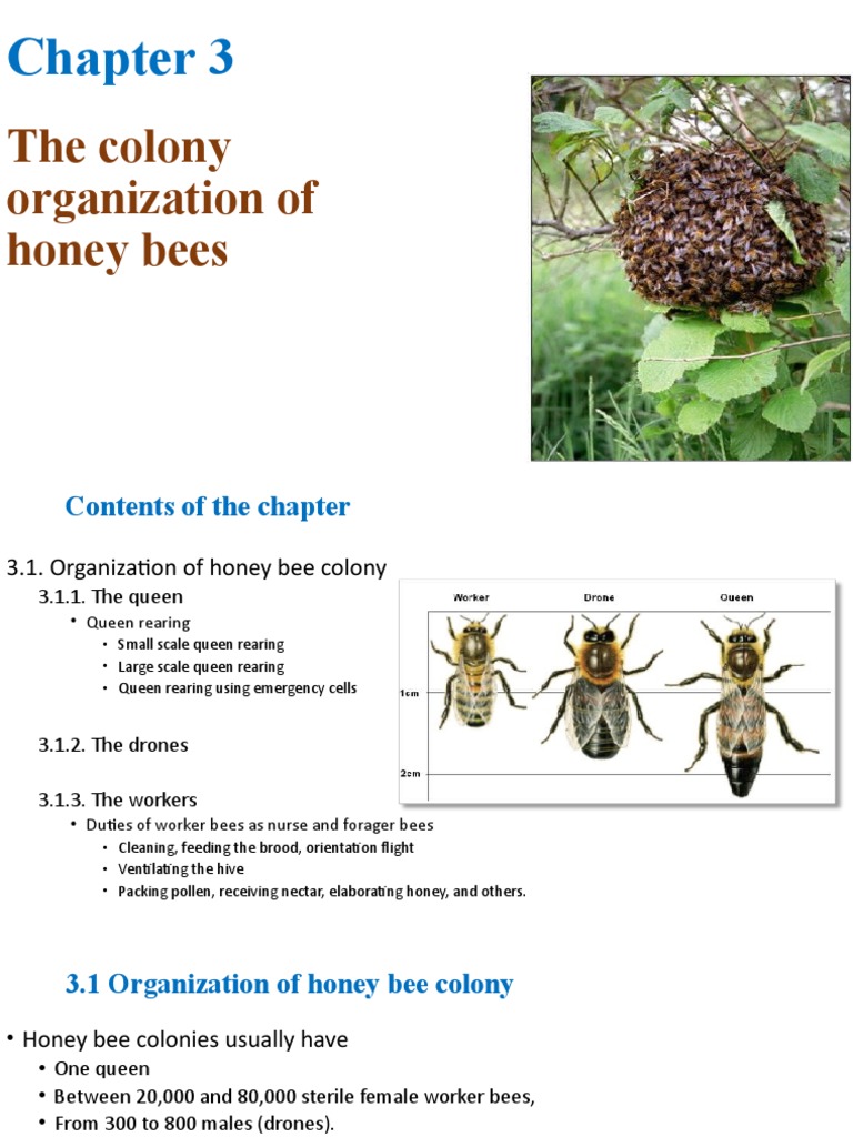 The Colony Organization of Honey Bees | PDF | Honey Bee | Insects