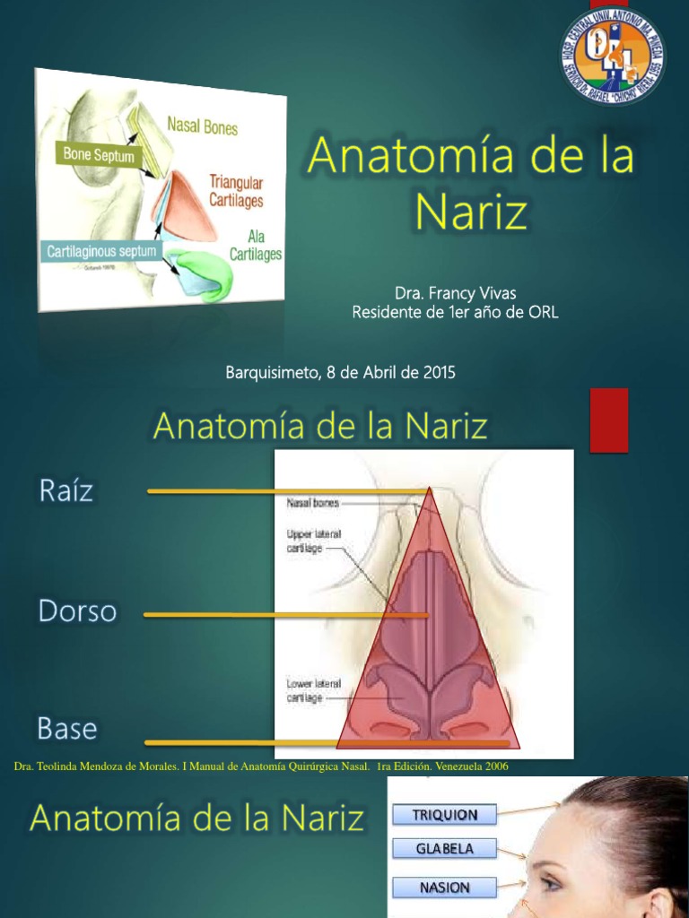 Anatomadenarizfrancyvivas 161122214526 | Descargar gratis PDF | Rasgos faciales | Anatomía
