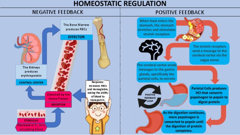 Negative Feedback Positive Feedback: Effector | PDF | Homeostasis | Stomach