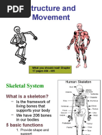 The Skeletal System - Skeleton - Living Organisms - KS3 Biology - BBC ...