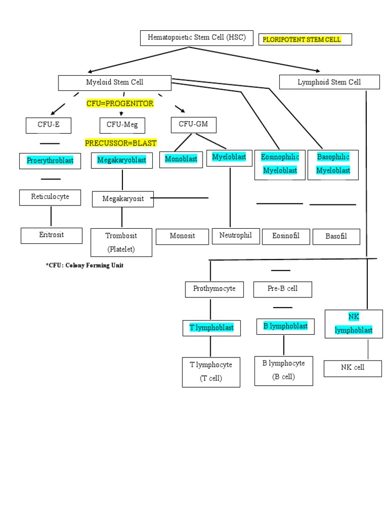 CFU: Colony Forming Unit: Ploripotent Stem Cell | PDF