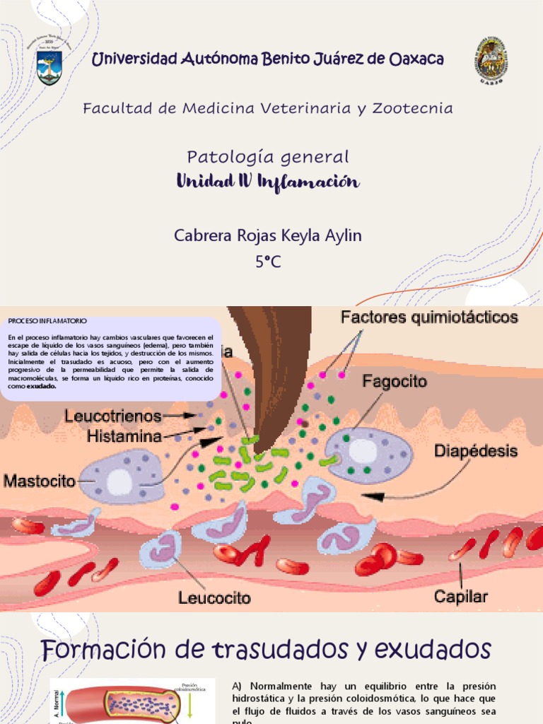 Exudado Fibrinoso PDF | PDF | Inflamación | Virus