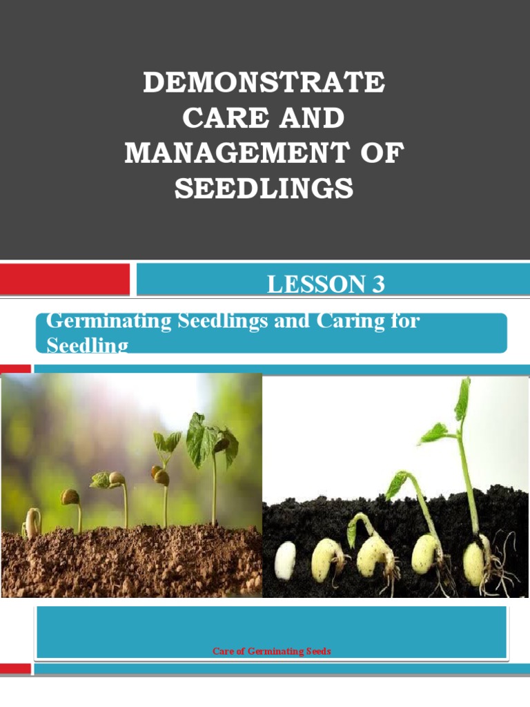 Demonstrate Care and Management of Seedlings: Lesson 3 | PDF | Seedling ...