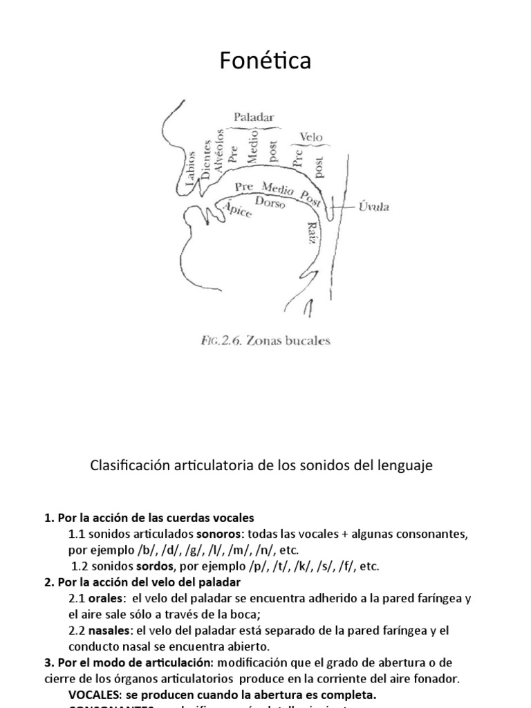 Fonetica | PDF | Vocal | Fonética