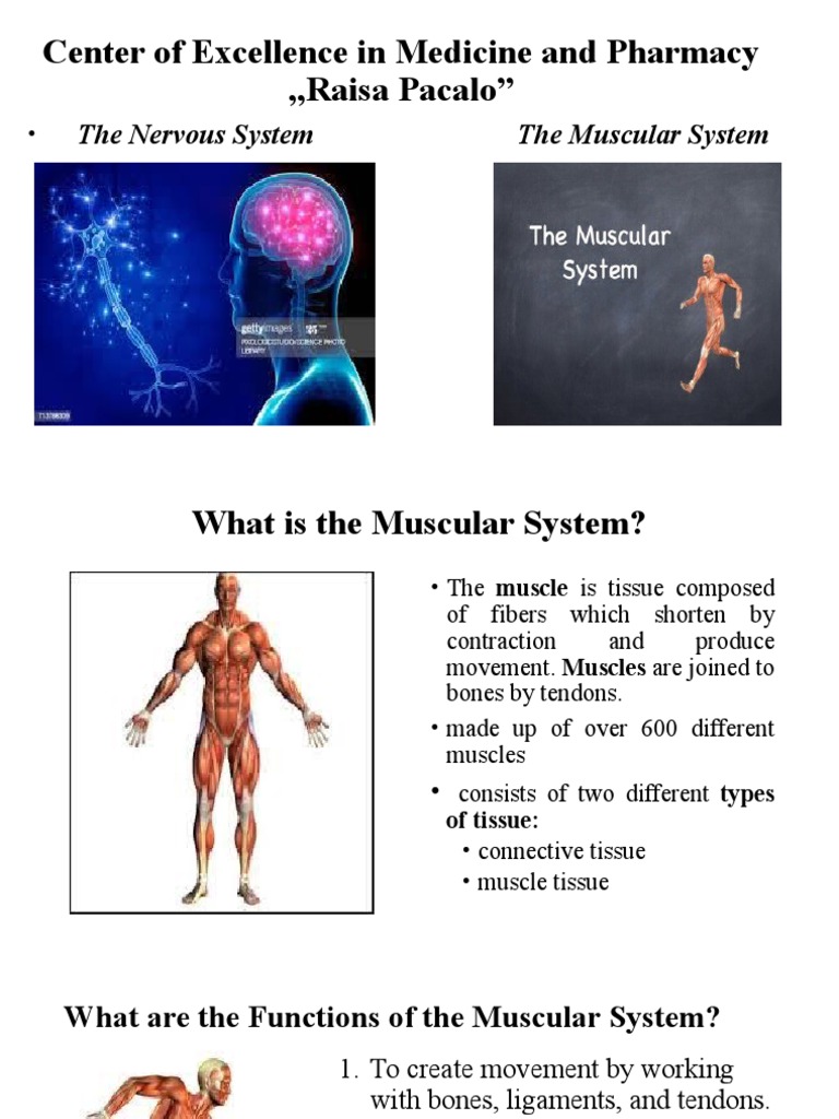 The Muscular and Nervous System | PDF | Muscle | Tissue (Biology)
