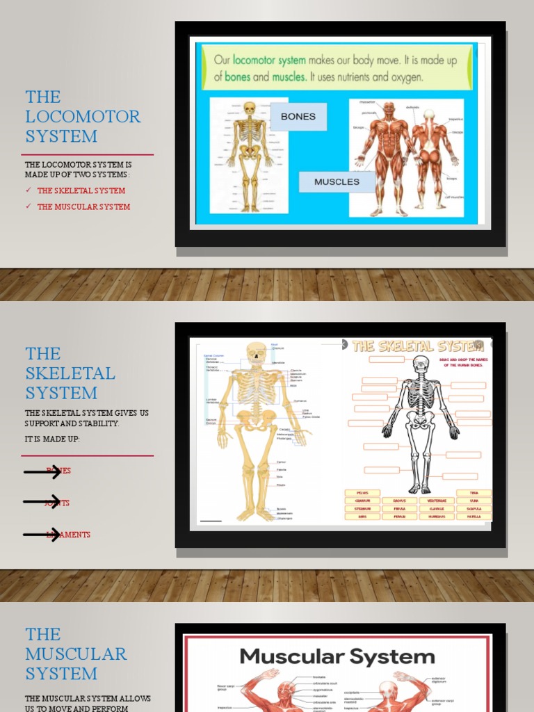 3 Diapositivas The Locomotor System | PDF