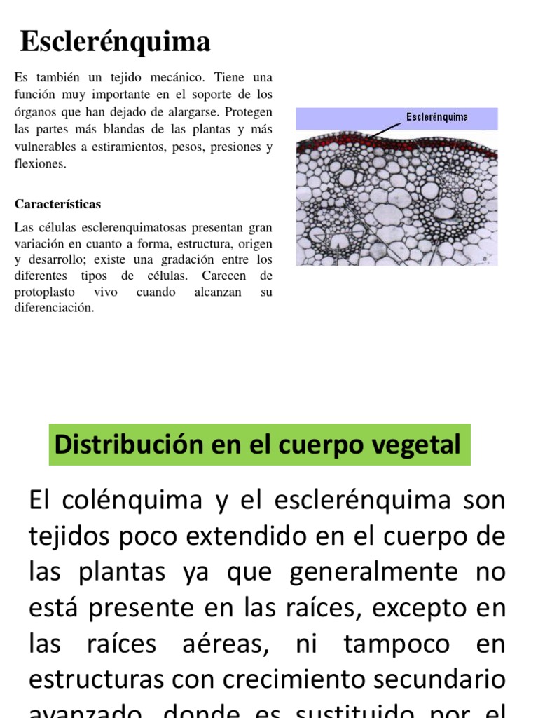 ESCLERÉNQUIMA | PDF