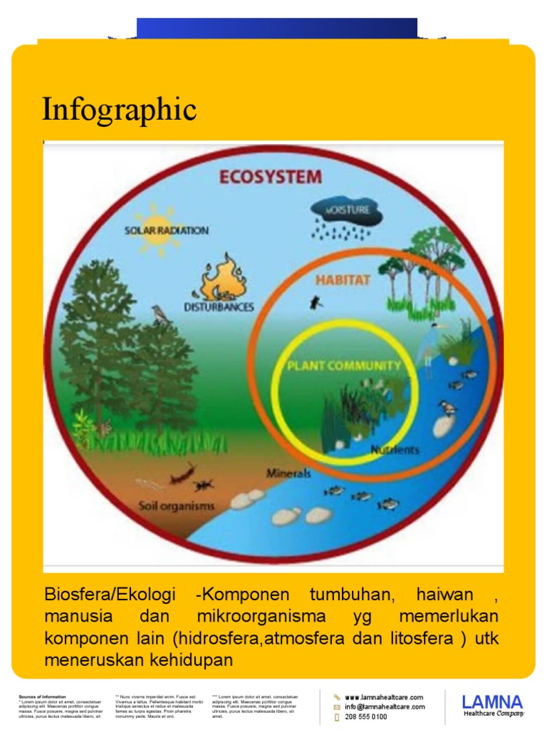 Sistem Ekologi: An Infographic on Ecosystem Components and Their ...