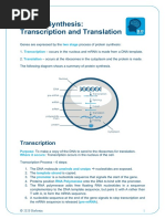 RNA and Protein Synthesis Problems KEY | PDF | Rna | Translation (Biology)
