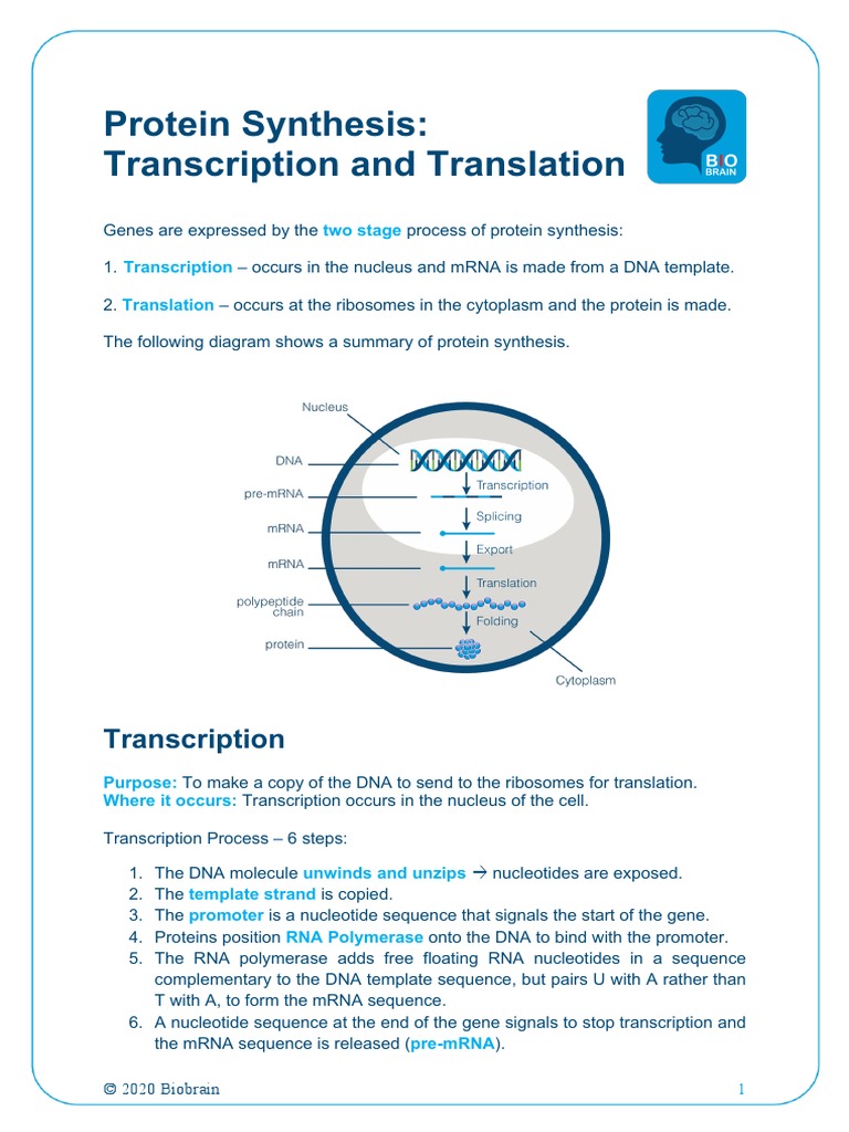 Protein Synthesis Transcription and Translation Distance Learning | PDF ...