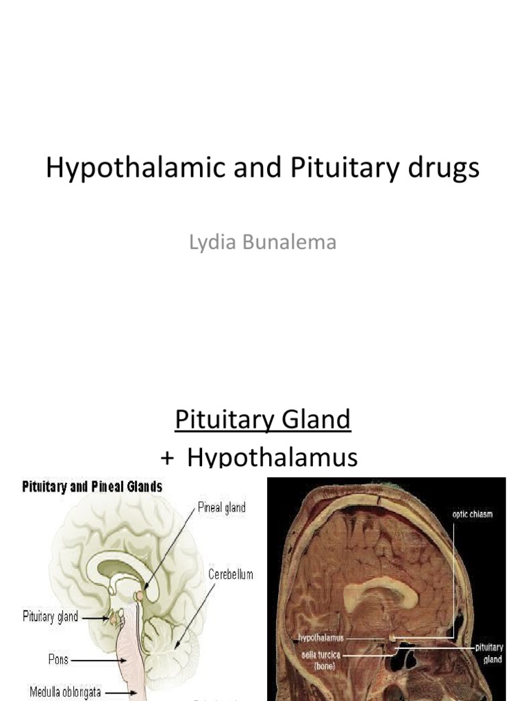 Hypothalamic and Pituitary Drugs (Autosaved) | PDF | Gonadotropin ...