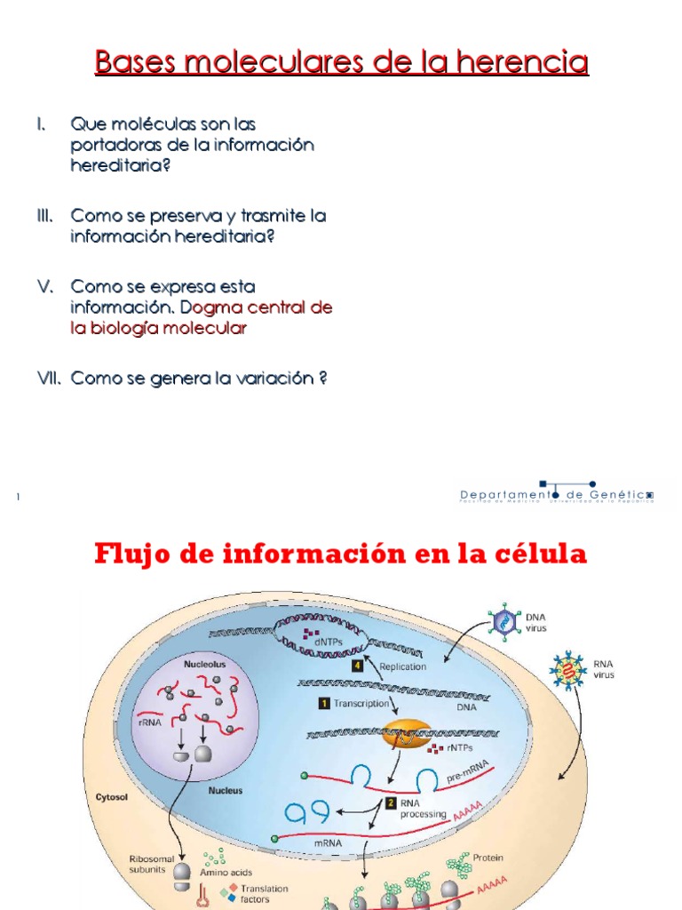 Bases Moleculares de La Herencia Resumen | PDF | Rna | Adn