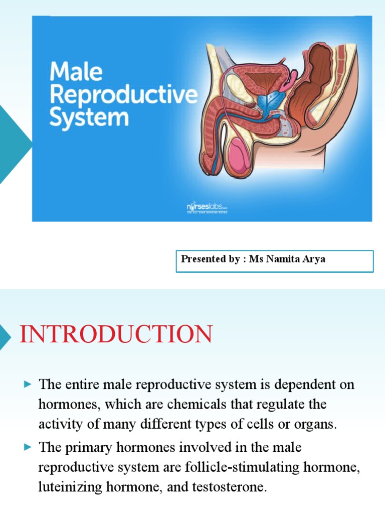 Male Reproductive System | PDF | Testicle | Prostate