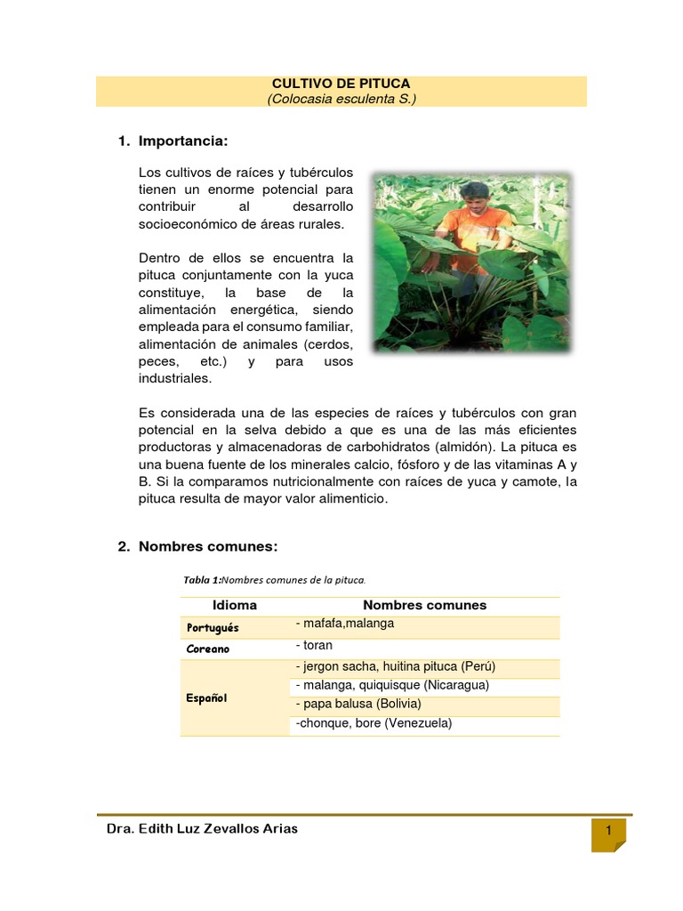 Cultivo de pituca Sesión 13 | PDF | Siembra | Horticultura y jardinería
