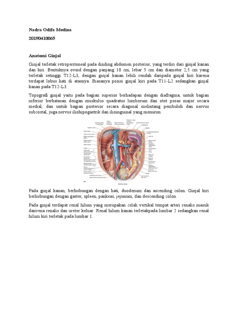 Anatomi Ginjal, Ureter, Vesica Urinaria | PDF