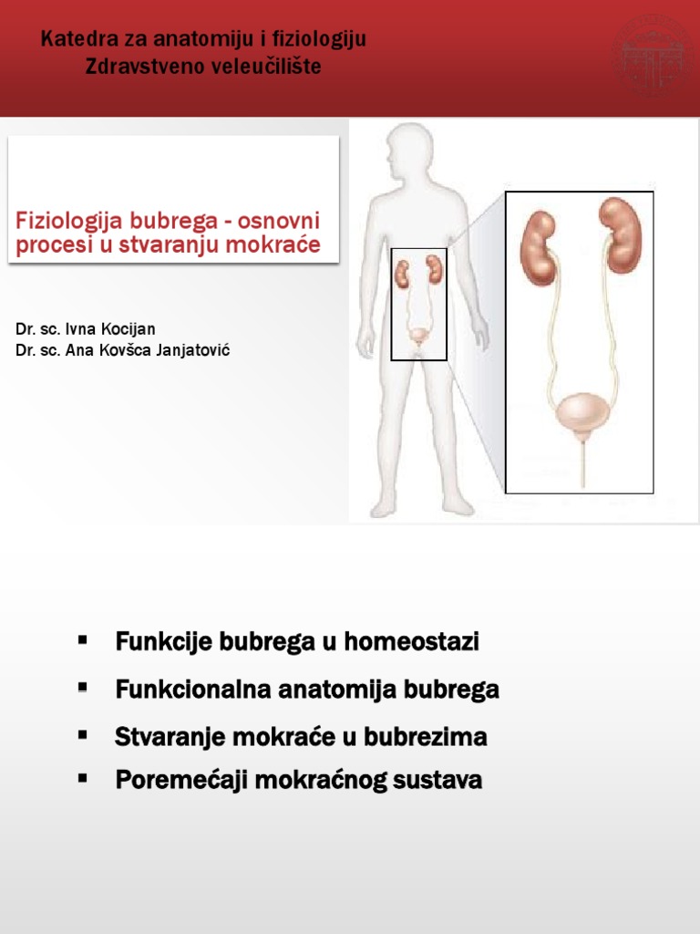 Fiziologija Bubrega I Acidobazna Ravnoteža | PDF