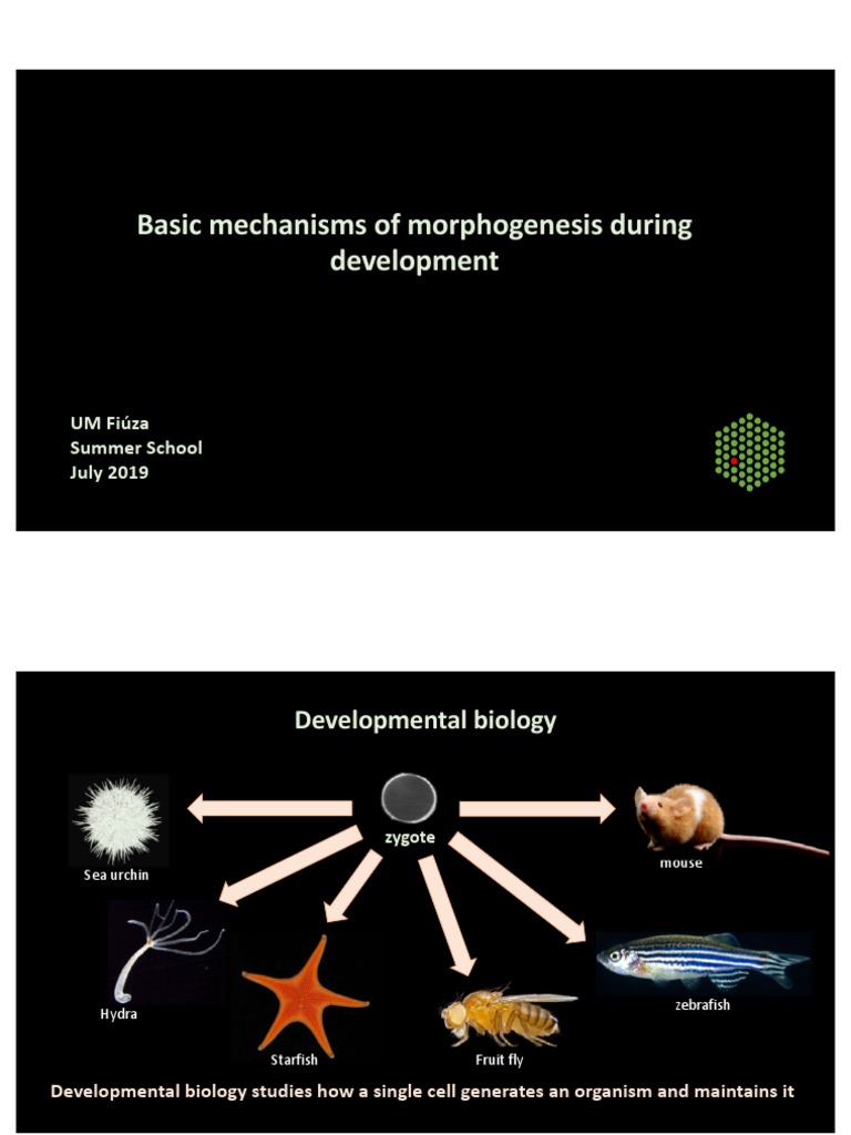 Basic Mechanisms of Morphogenesis During Development: UM Fiúza Summer ...