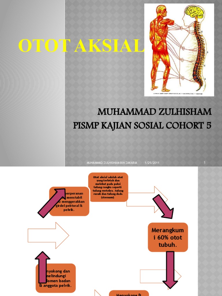 Otot Aksial | PDF