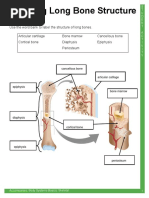 Long Bone Labeling | PDF | Wellness