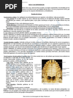 Triangulo de Farabeuf | PDF | Anatomía humana | Cabeza y cuello humanos