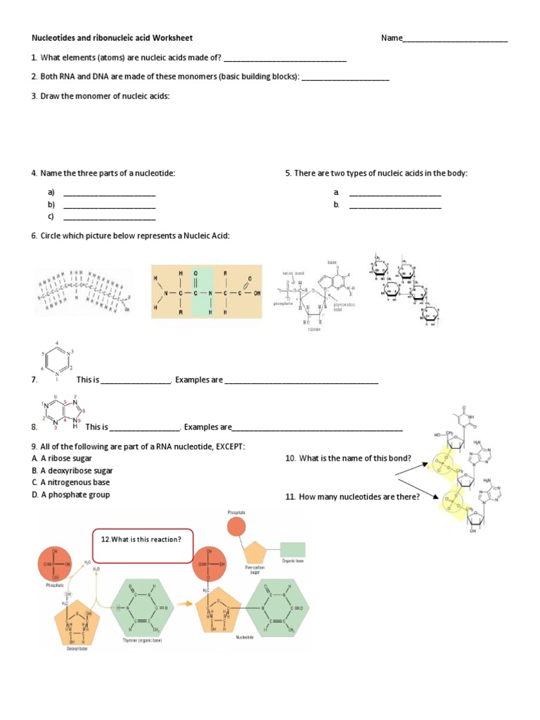 Nucleotides and Ribonucleic Acid Worksheet: 12.what Is This Reaction ...