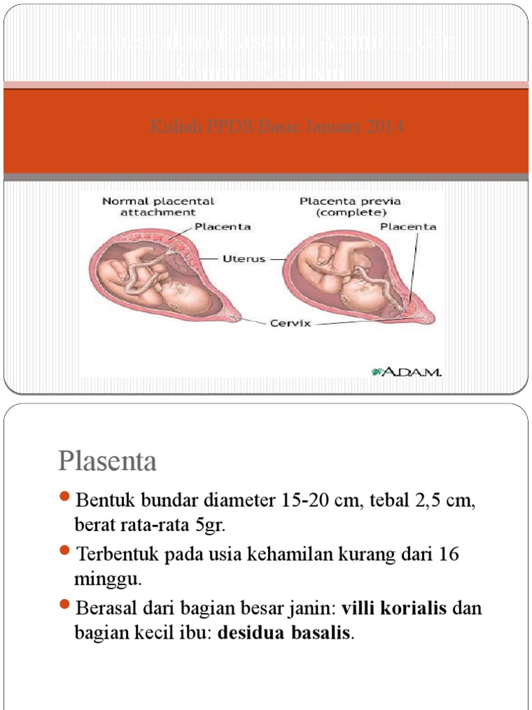 Pembentukan Plasenta | PDF
