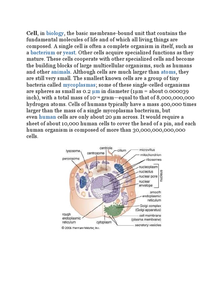 biology bacterium yeast animals atoms mycoplasmas μm: Cell, in | PDF