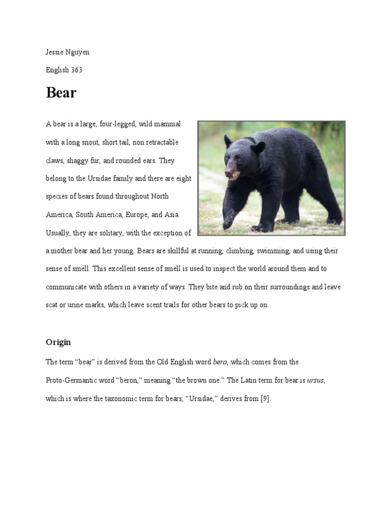 Bear Definition 1 | PDF | Bears | Foods
