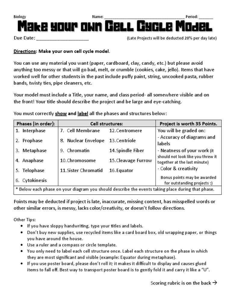 Make Your Own Cell Cycle Model | PDF | Mitosis | Cell Anatomy